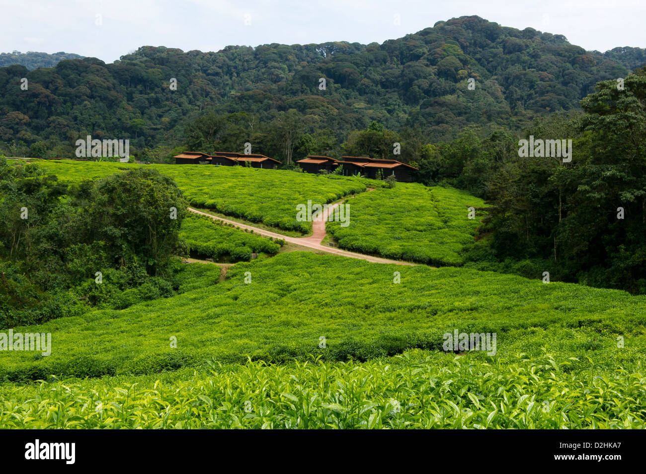 Nyungwe Forest Lodge set between tea plantations, Nyungwe Forest ...