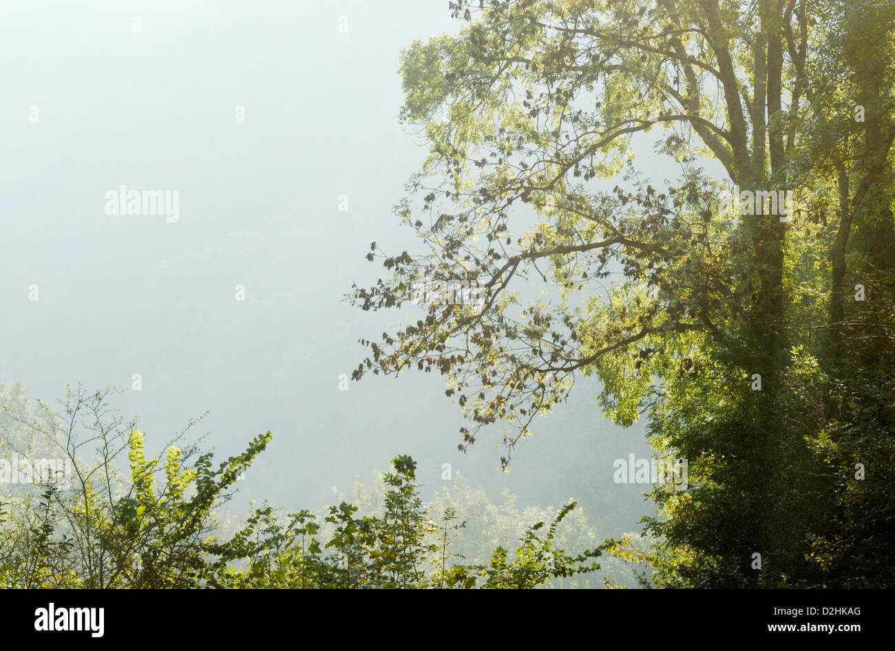 Misty autumn morning in woodland hi-res stock photography and images ...