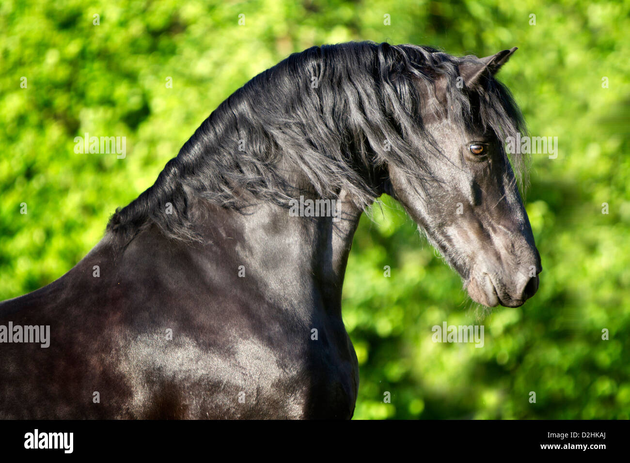 Friesian Horse. Portrait of adult Stock Photo - Alamy