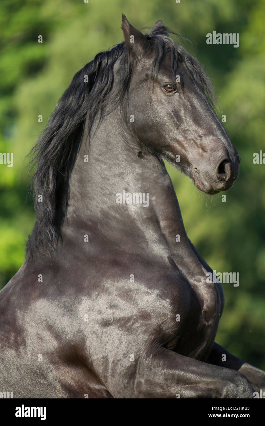 Friesian horse rearing hi-res stock photography and images - Alamy