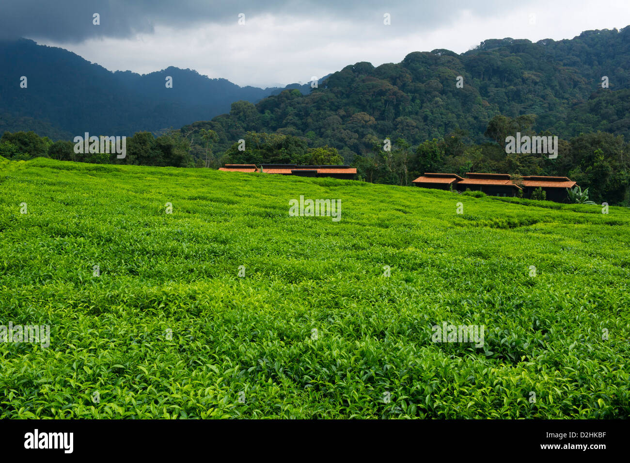 Nyungwe Forest Lodge set between tea plantations, Nyungwe Forest ...