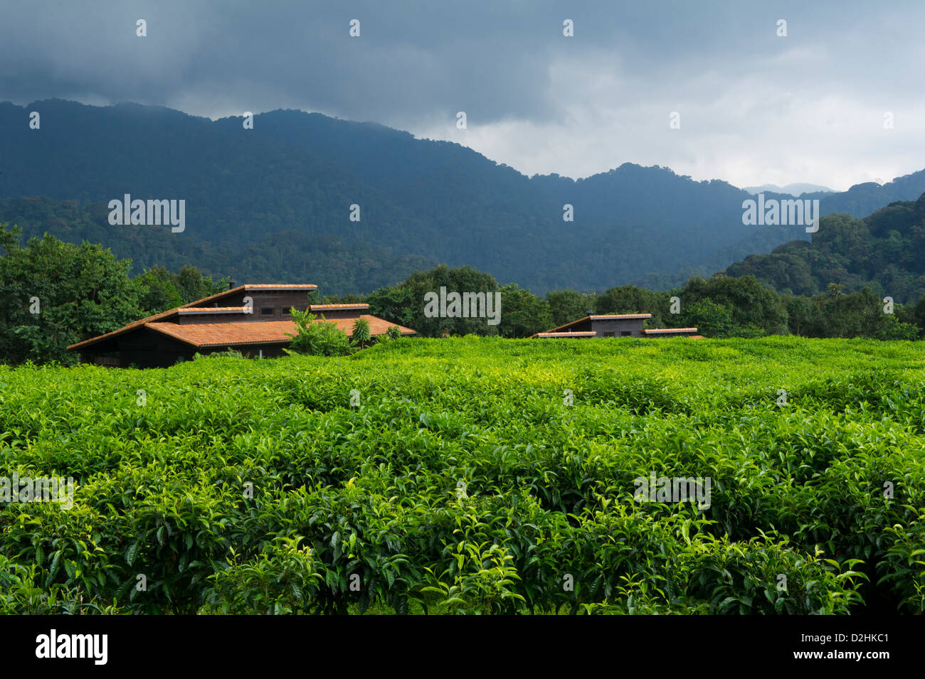 Nyungwe Forest Lodge set between tea plantations, Nyungwe Forest ...