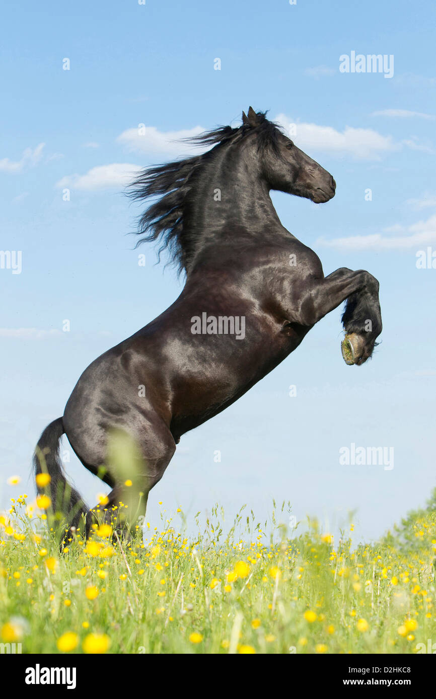 Friesian horse rearing hi-res stock photography and images - Alamy