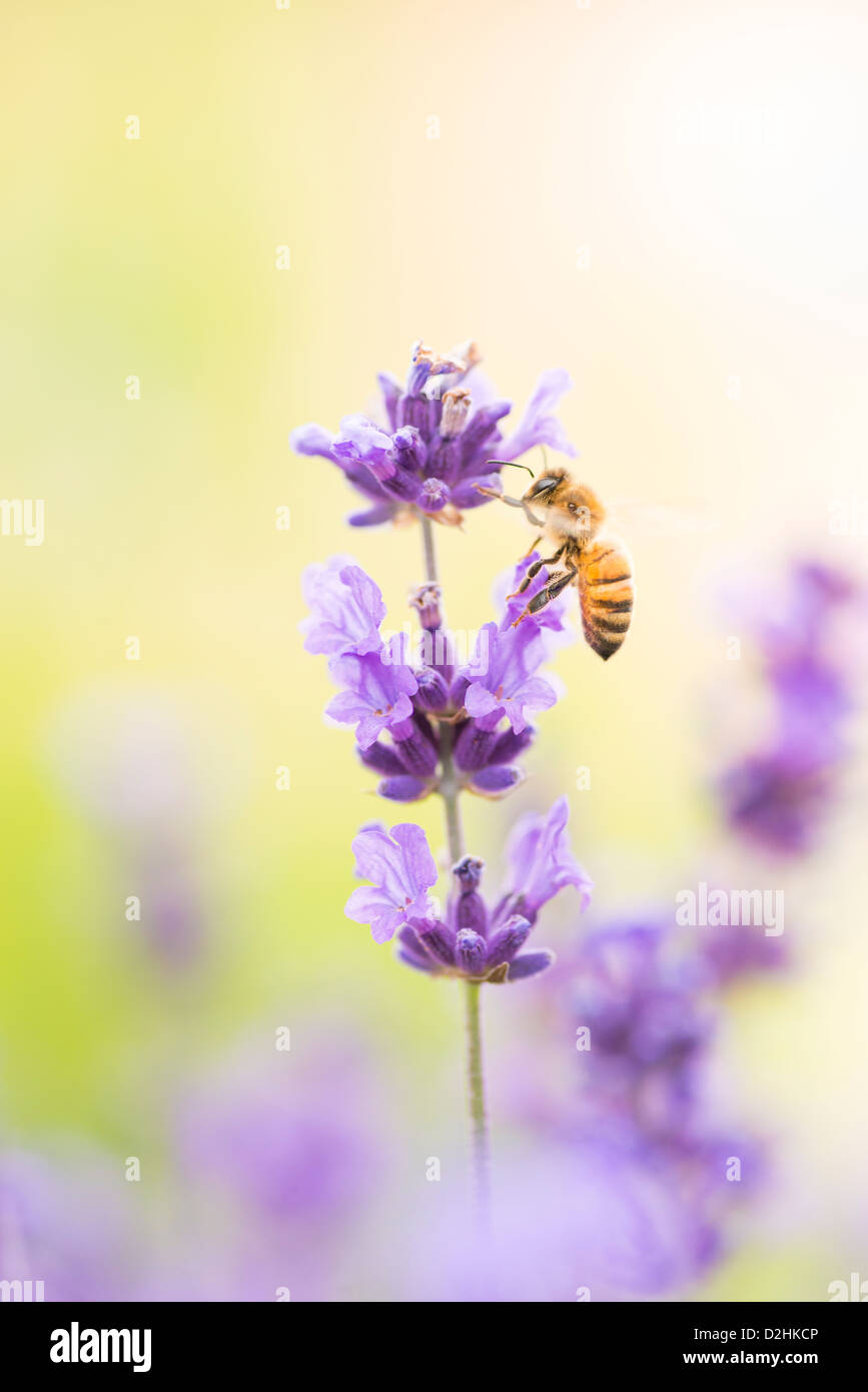 Summer scene with busy bee pollinating lavender flowers in green field ...