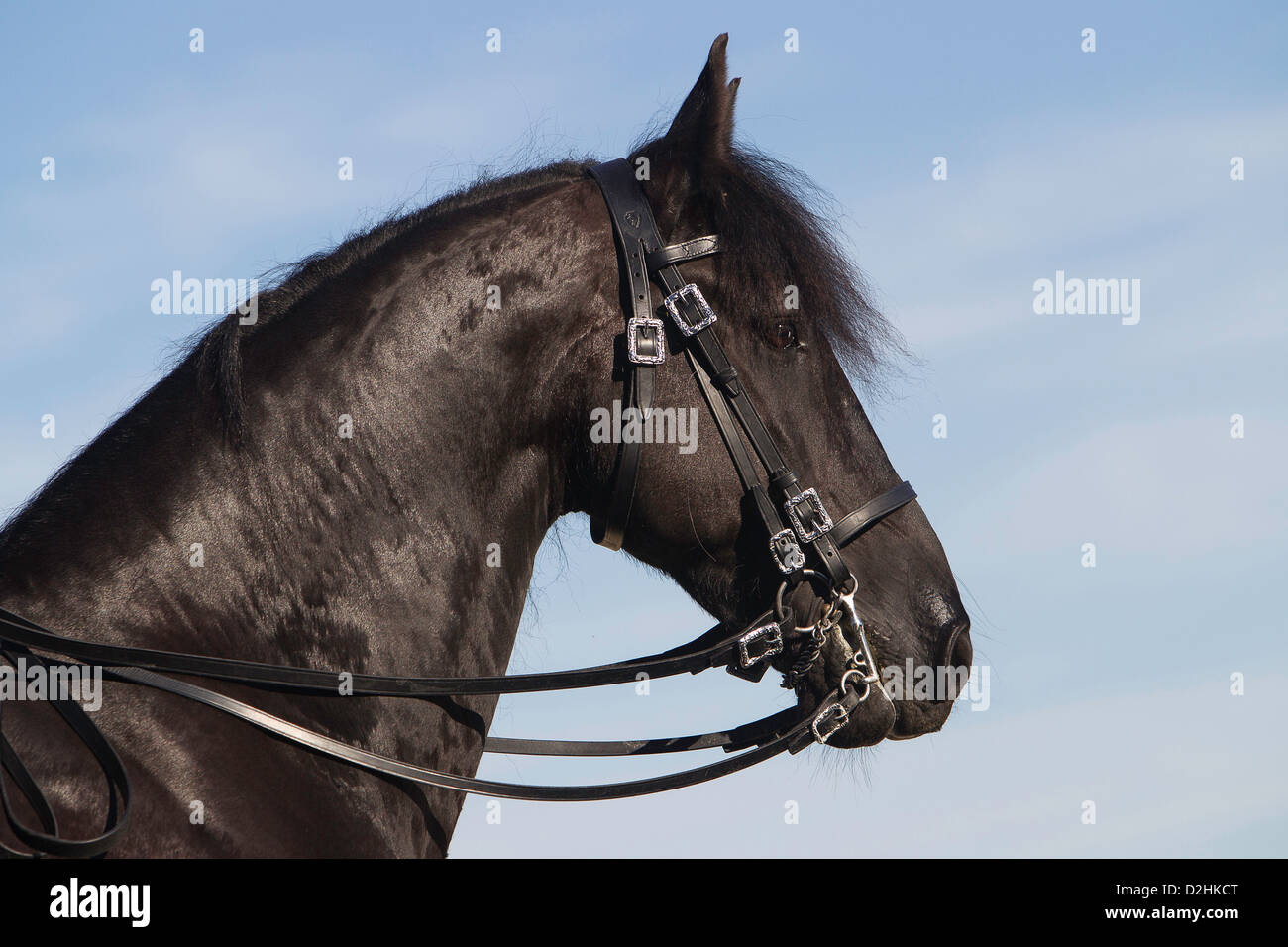 Friesian Horse, portrait with tack Stock Photo - Alamy