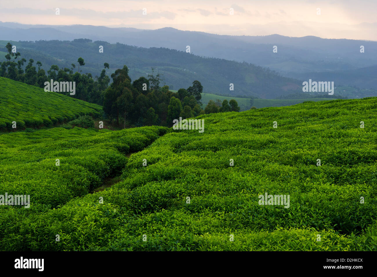 Forest plantations hi-res stock photography and images - Alamy