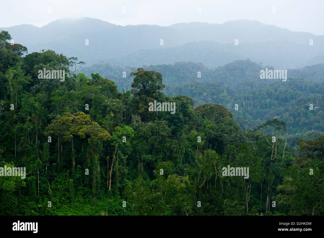 Rainforest canopy hi-res stock photography and images - Alamy