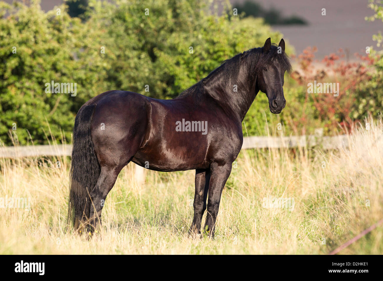 Friesian horse standing on hi-res stock photography and images - Alamy