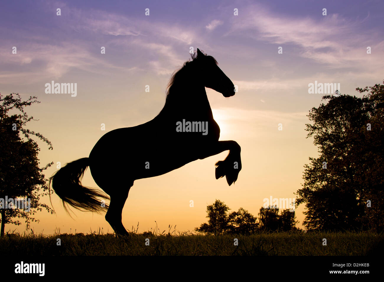 Friesian horse rearing hi-res stock photography and images - Alamy