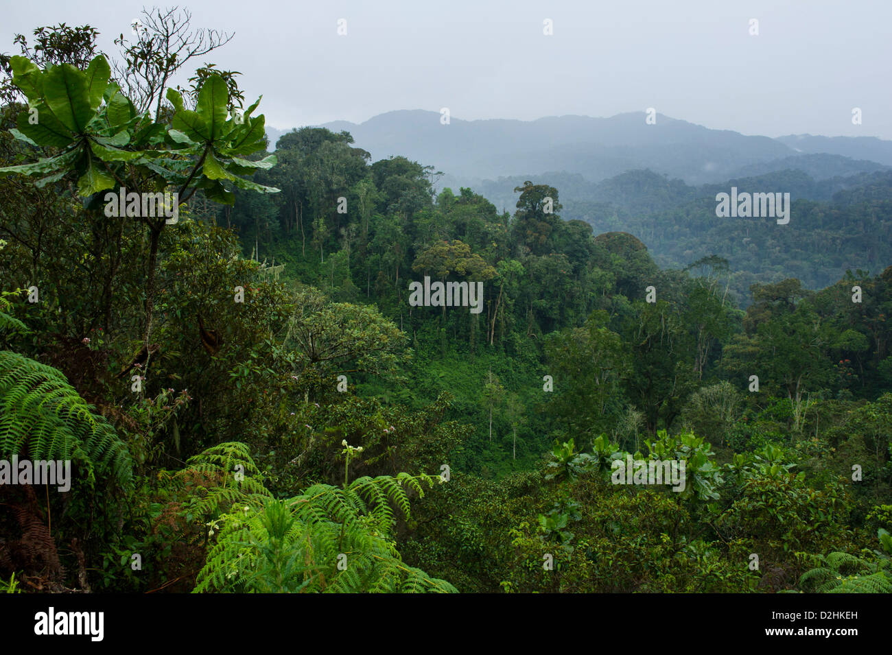 Rainforest canopy rwanda hi-res stock photography and images - Alamy