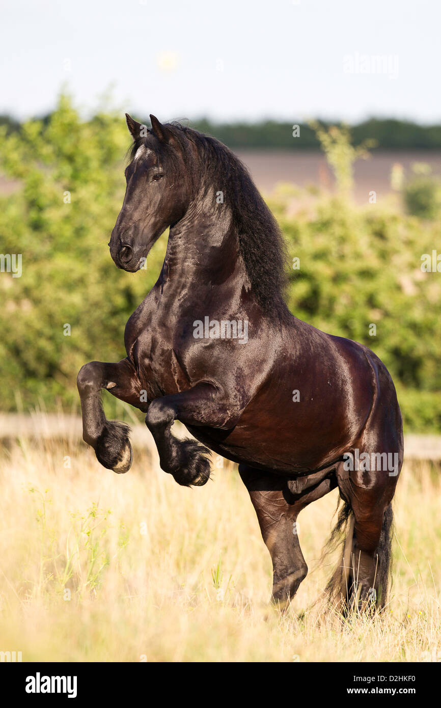 Friesian horse rearing hi-res stock photography and images - Alamy