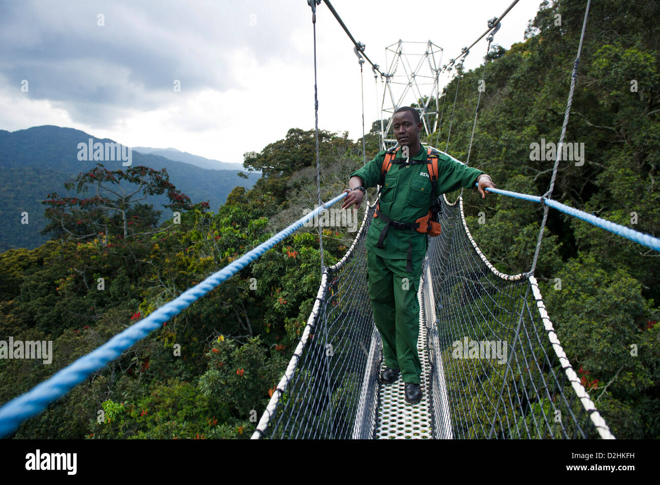 Nyungwe Canopy Walk, Nyungwe Forest National Park, Rwanda Stock Photo ...