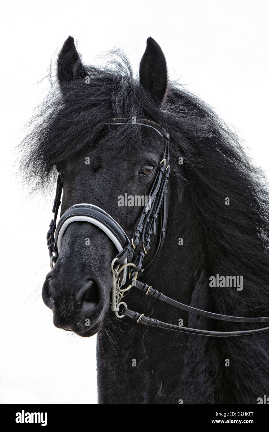 Friesian Horse, portrait with tack Stock Photo - Alamy