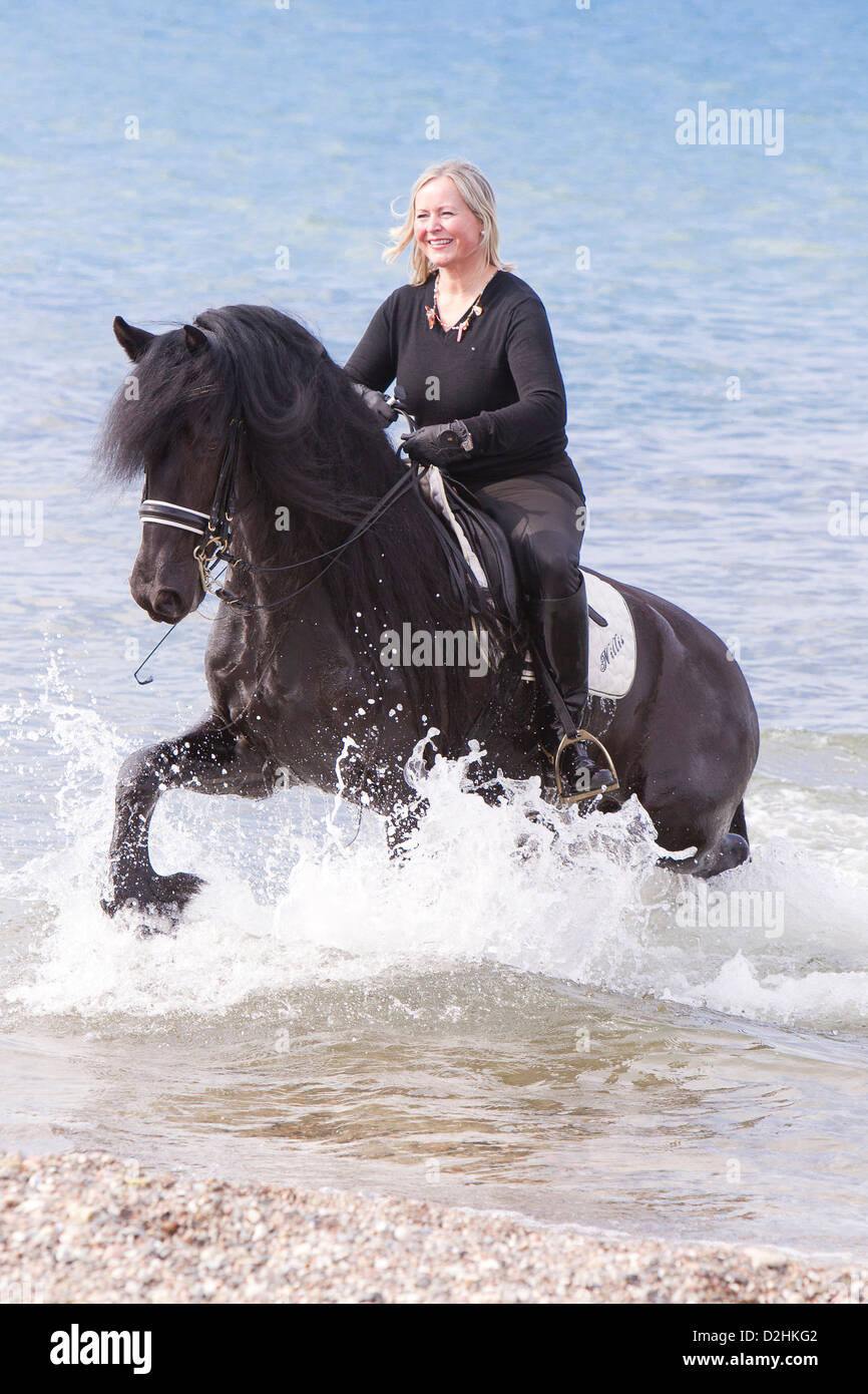 Friesian Horse with rider trotting out from the Baltic Sea Stock Photo ...