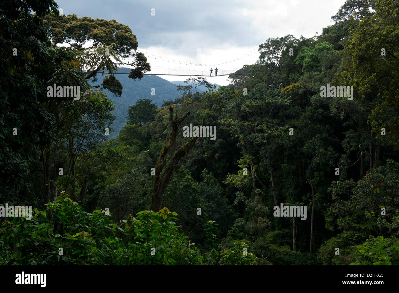 Nyungwe Canopy Walk, Nyungwe Forest National Park, Rwanda Stock Photo ...