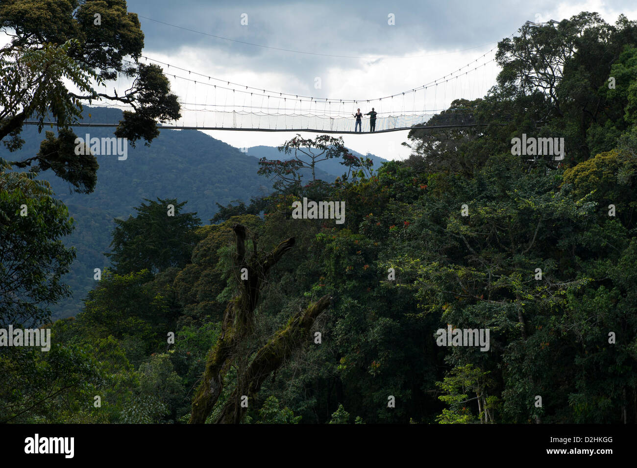 Rainforest canopy rwanda hi-res stock photography and images - Alamy