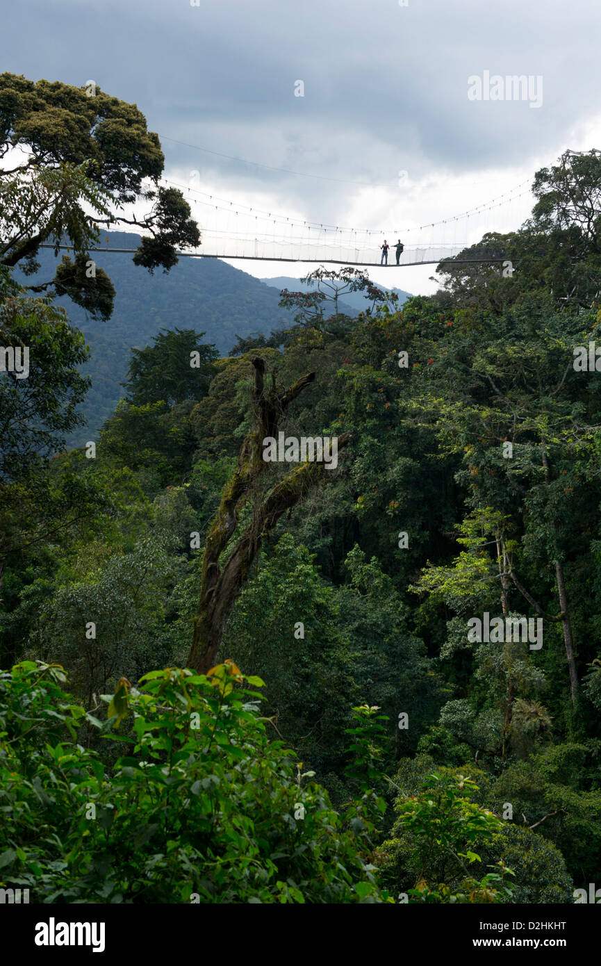 Nyungwe Canopy Walk, Nyungwe Forest National Park, Rwanda Stock Photo ...