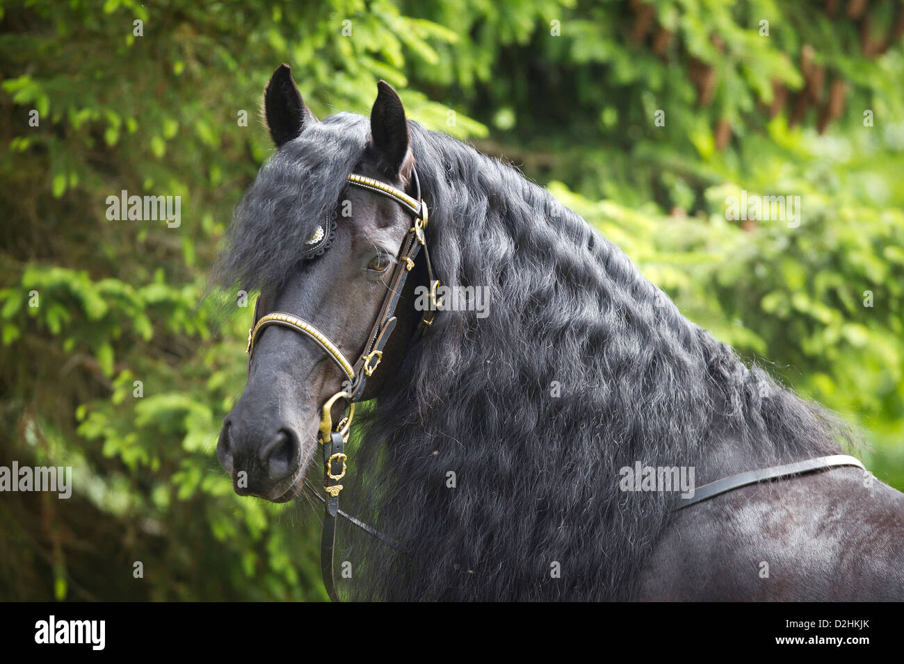 Friesian Horse. Gelding Nillis with tack Stock Photo - Alamy