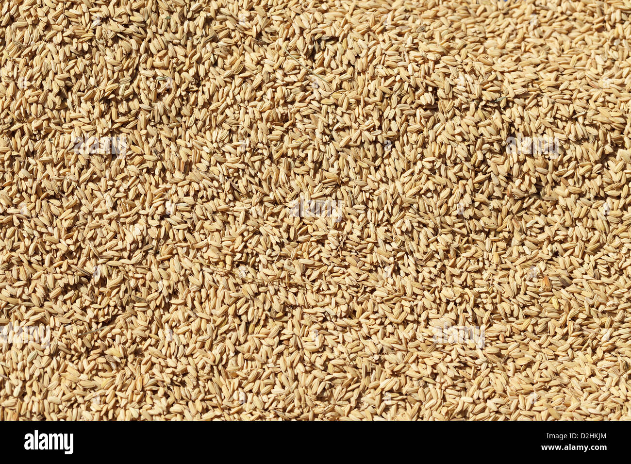 Harvested rice grain hi-res stock photography and images - Alamy