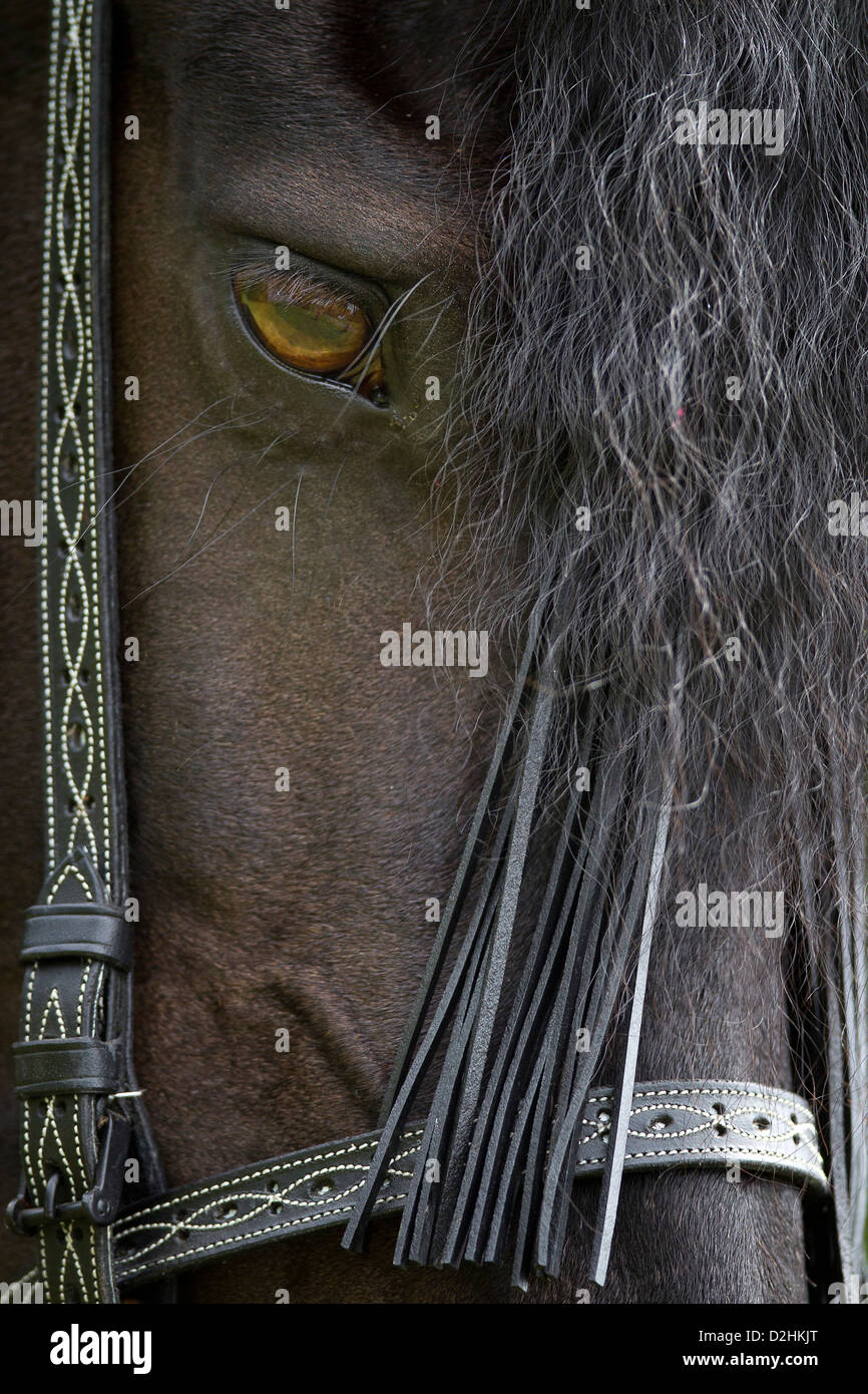 Friesian Horse. Gelding Nillis with tack Stock Photo - Alamy