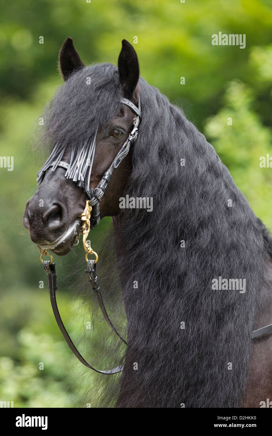 Friesian Horse. Gelding Nillis with tack Stock Photo - Alamy