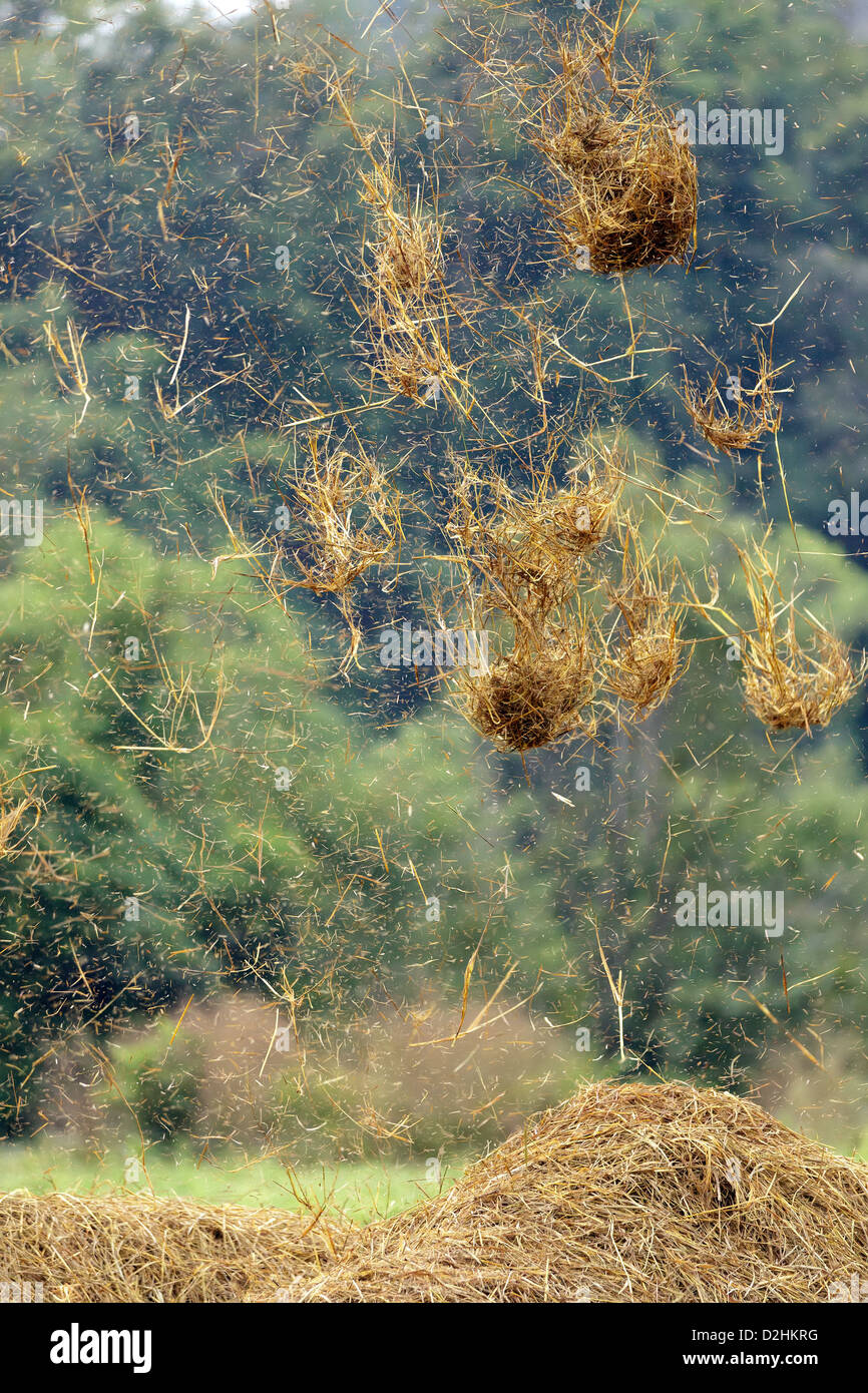 Falling Rice High Resolution Stock Photography and Images - Alamy