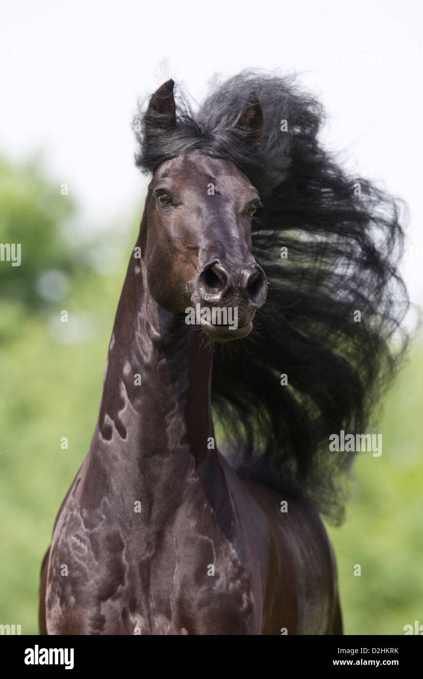 Friesian Horse. Gelding Nillis, portrait Stock Photo - Alamy