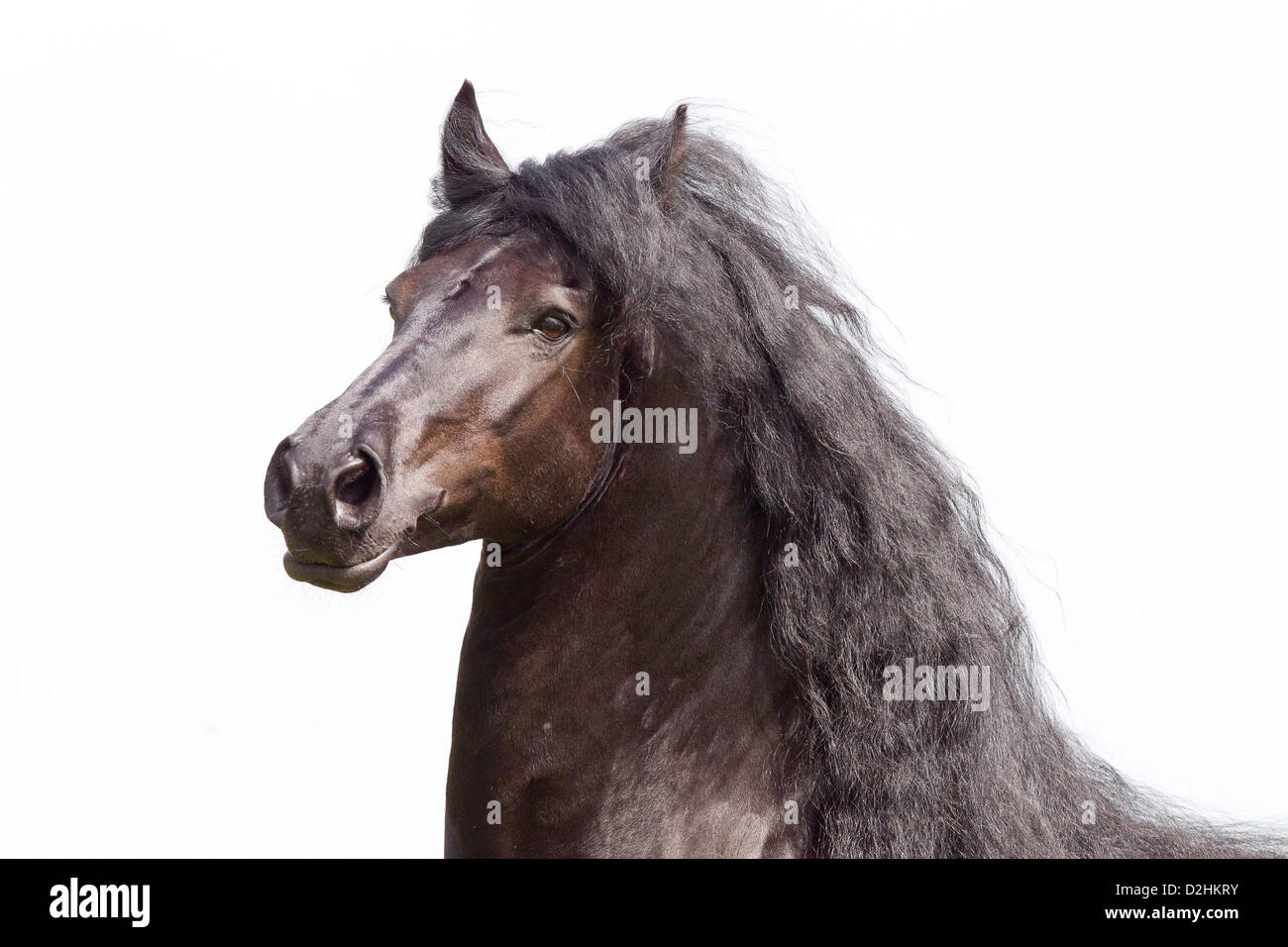 Friesian Horse. Gelding Nillis, portrait Stock Photo - Alamy
