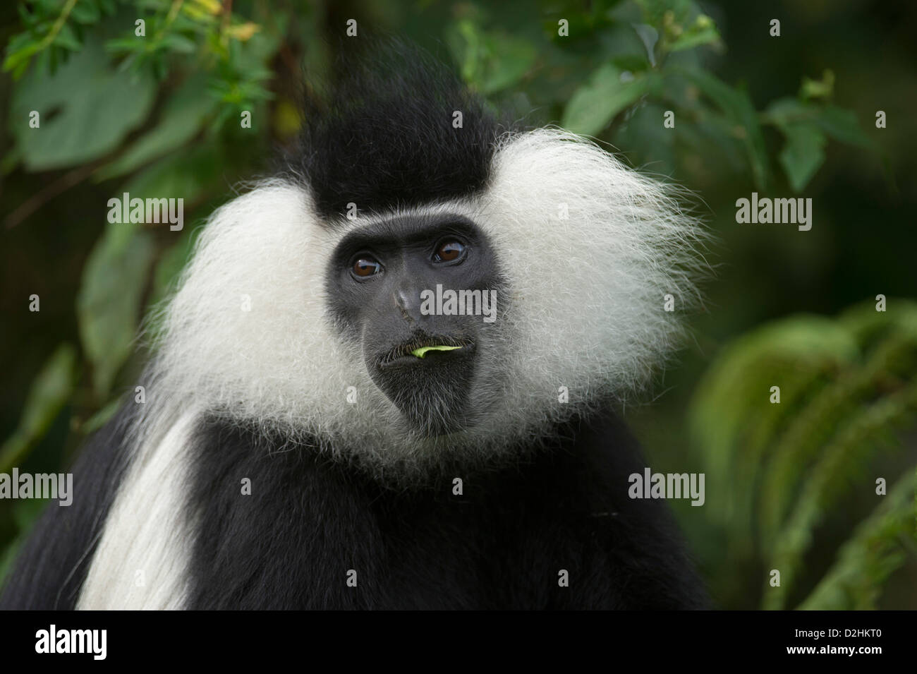 Colobus angolensis hi-res stock photography and images - Alamy
