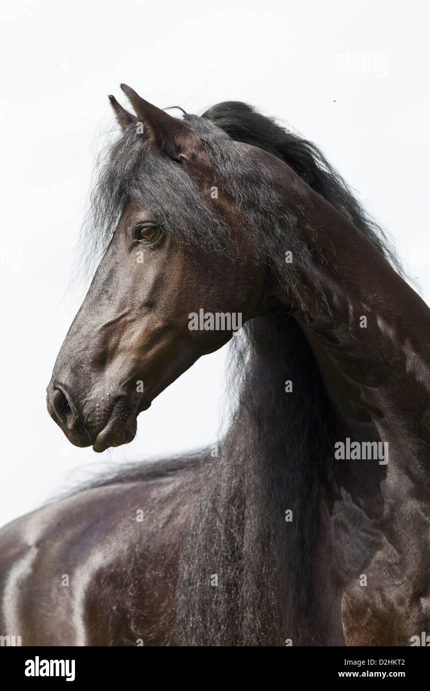 Friesian Horse. Gelding Nillis, portrait Stock Photo - Alamy