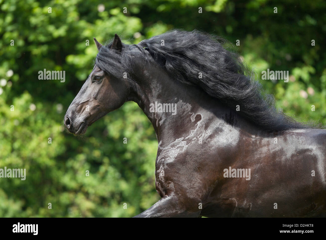 Friesian Horse. Gelding Nillis, portrait with mane flowing Stock Photo ...