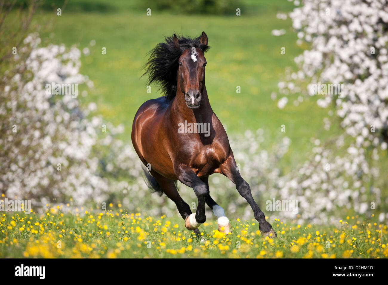Lusitano. Bay stallion Carino galopping on a flowering meadow Stock ...