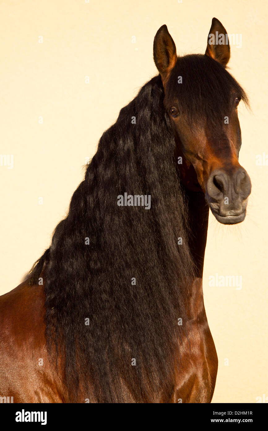 Pure Spanish Horse, Andalusian. Portrait of the bay stallion Emperador ...