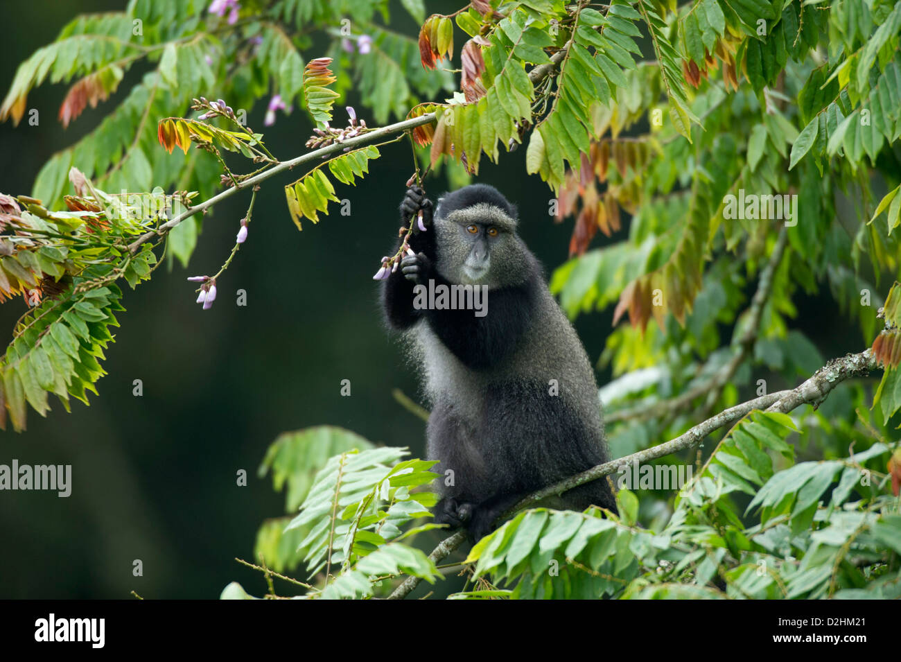 Blue monkey rwanda hi-res stock photography and images - Alamy