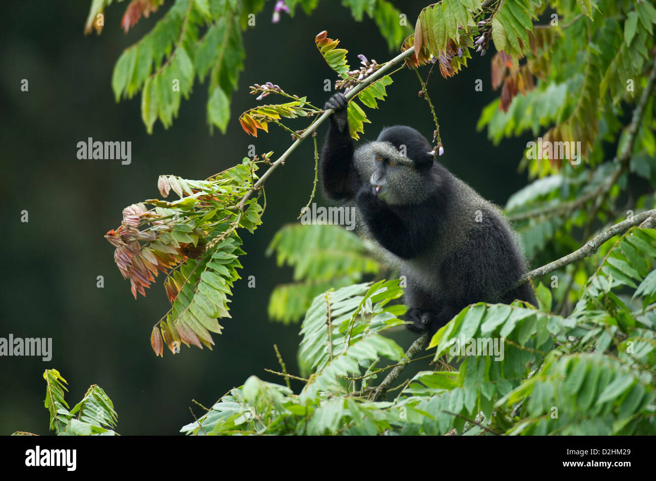 blue monkey (Cercopithecus mitis), Nyungwe Forest National Park, Rwanda ...
