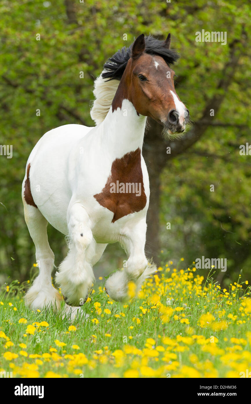 Gypsy Cob, Gypsy Horse, Gypsy Vanner Horse. The mare Joy galloping on a ...