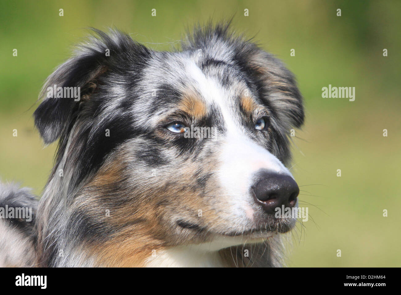 Border Collie. Portrait of adult Stock Photo - Alamy