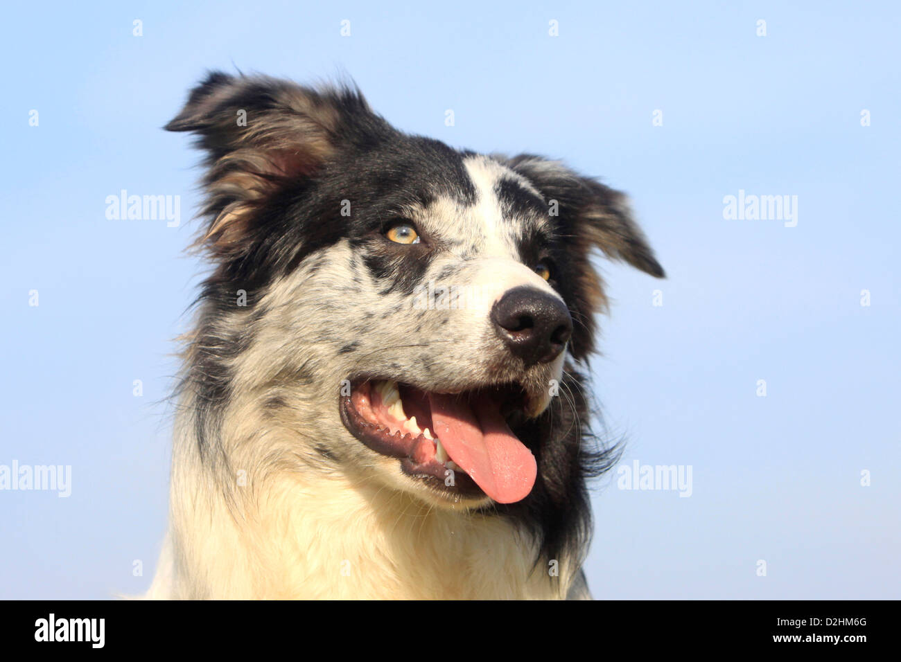 Border Collie. Portrait of adult Stock Photo - Alamy