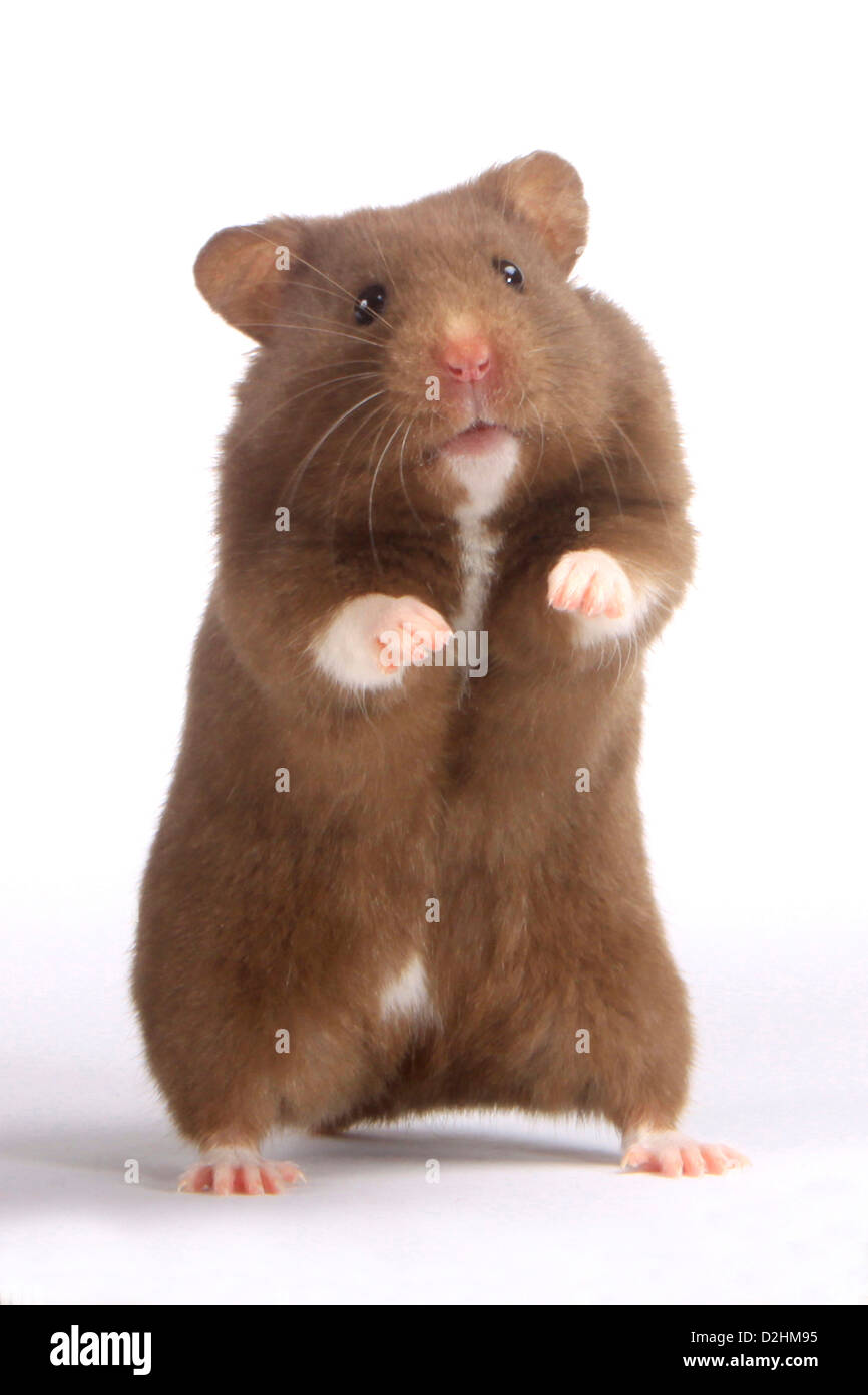 Pet Golden Hamster (Mesocricetus auratus). Single adult standing ...