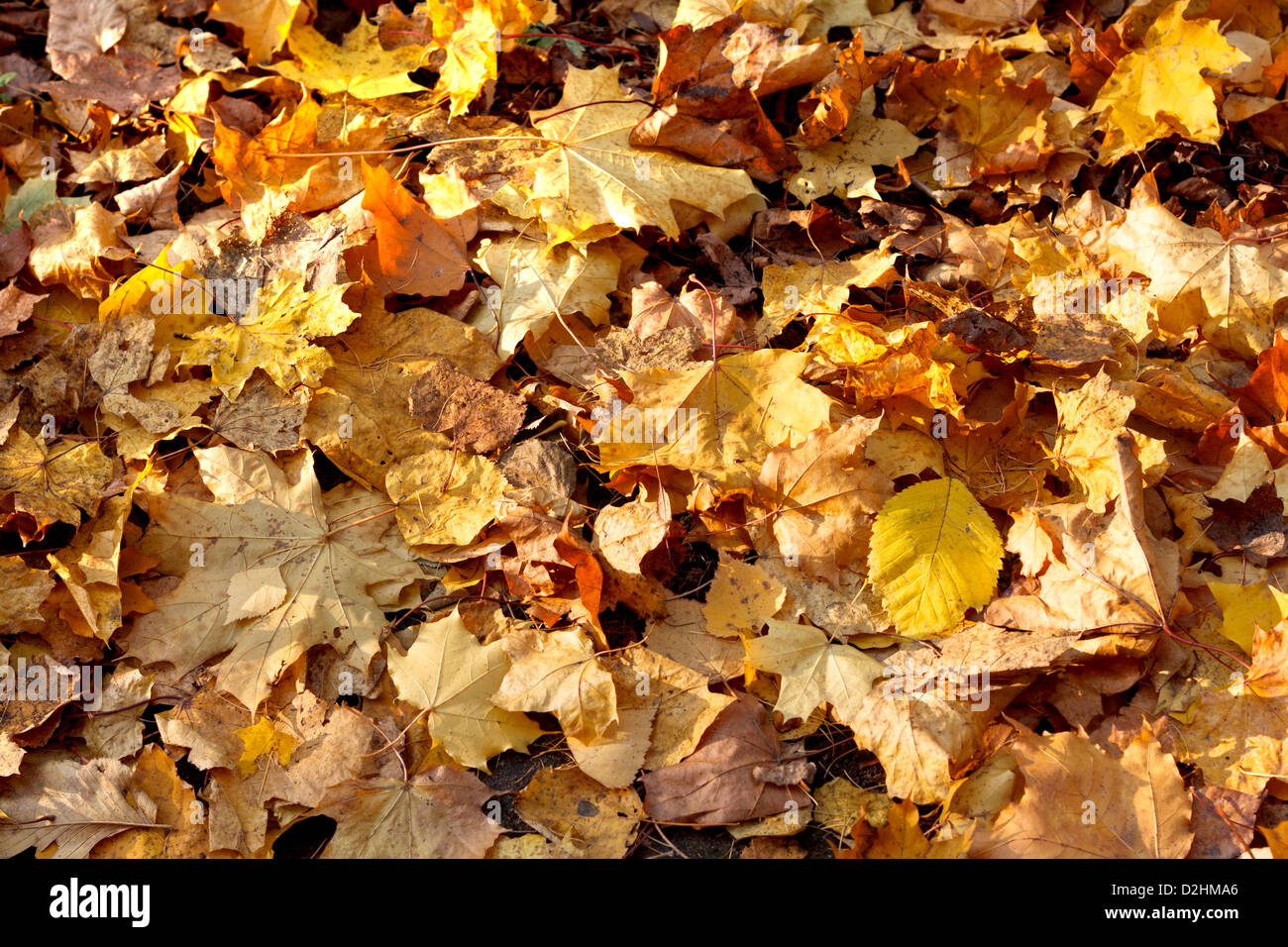 Dry leaves background hi-res stock photography and images - Alamy
