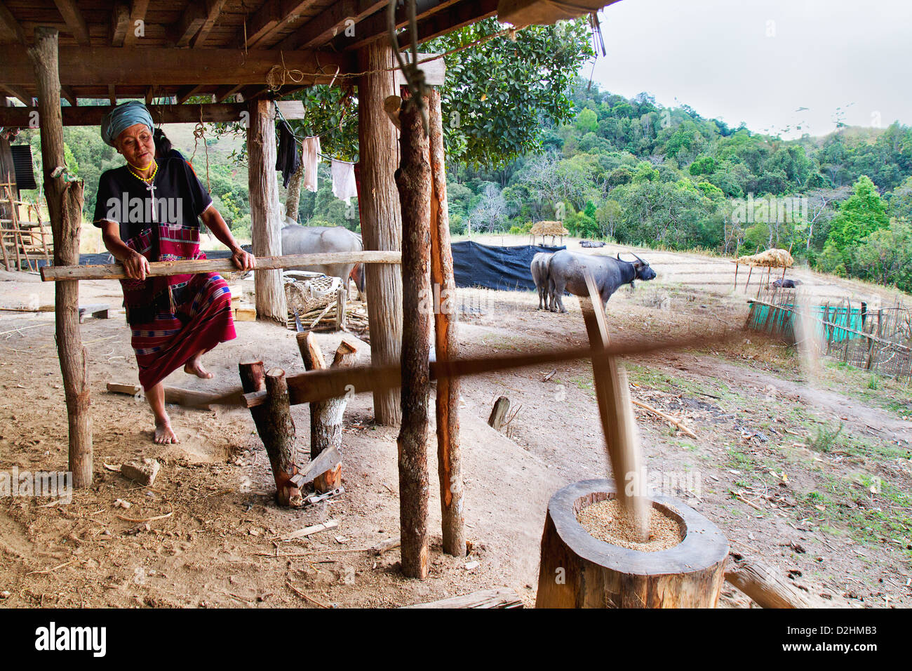 woman winnowing rice for husking before cooking Stock Photo - Alamy