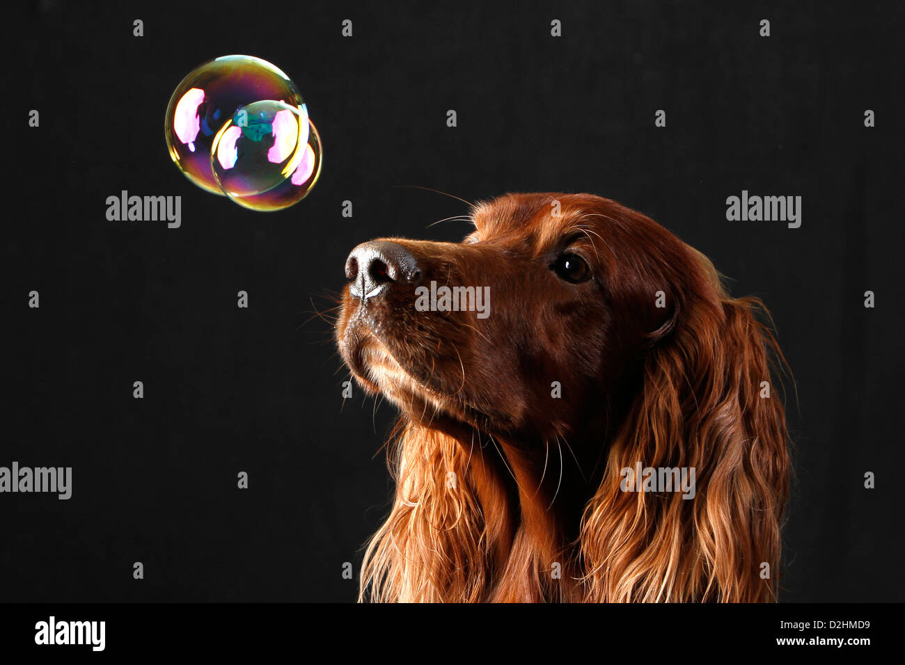 Irish Setter. Portrait of adult male watching a floating soap bubble ...