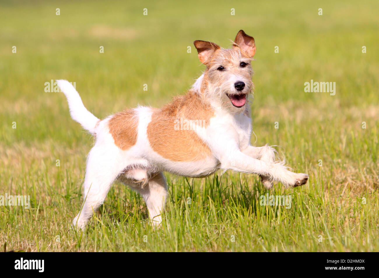 Parson Russell Terrier. Male running on a meadow Stock Photo - Alamy
