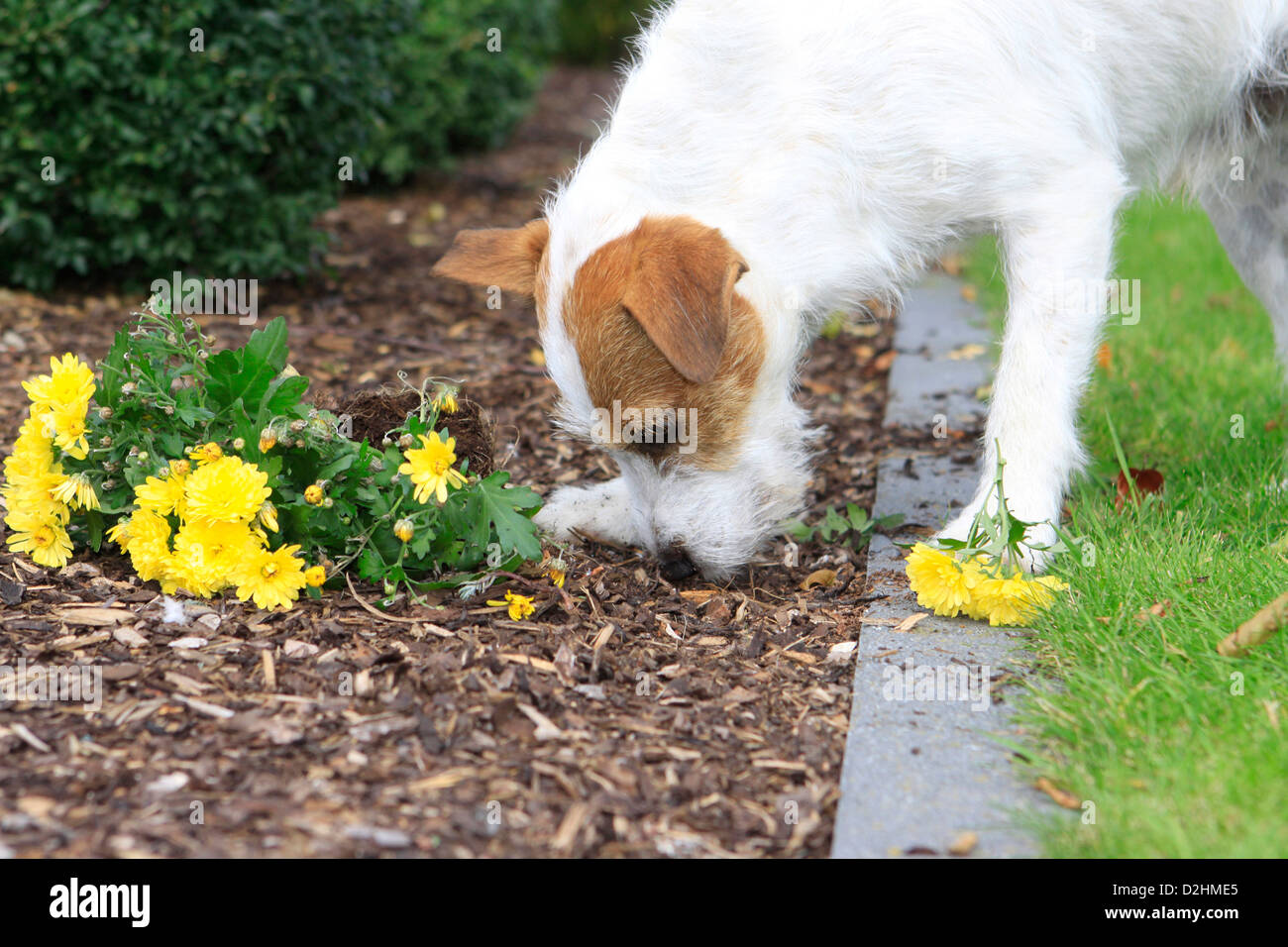 Parson Russell Terrier. Male digging up flowers Stock Photo - Alamy
