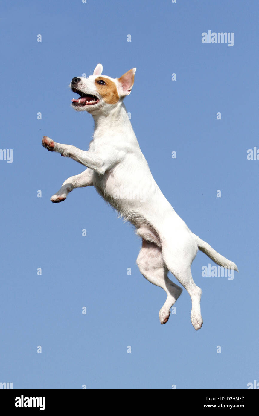 Parson Russell Terrier. Male jumping high into the air Stock Photo - Alamy