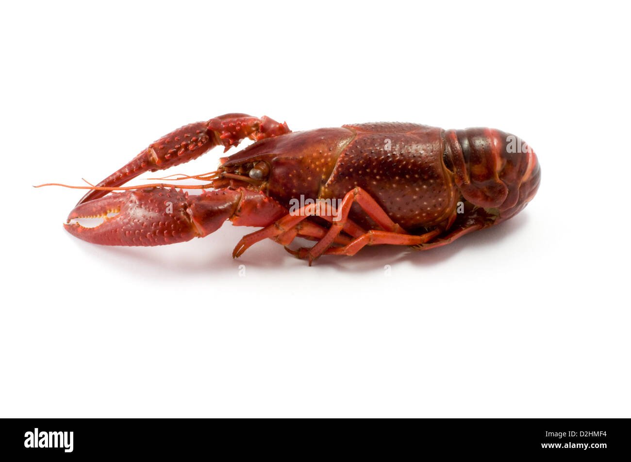 Shot of a crawfish isolated on white background Stock Photo - Alamy
