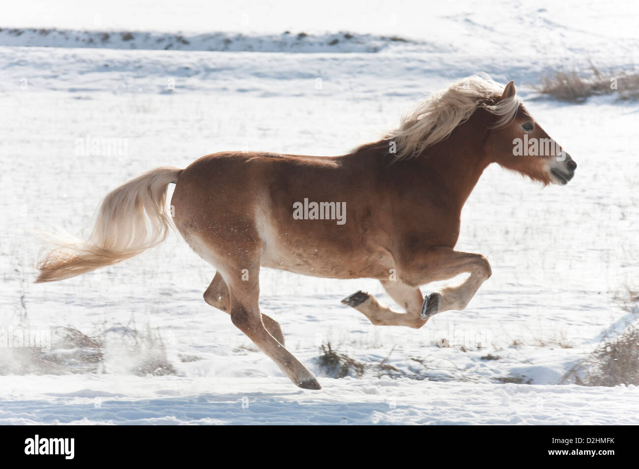 Haflinger Horse. Adults galloping on a snowy meadow Stock Photo - Alamy