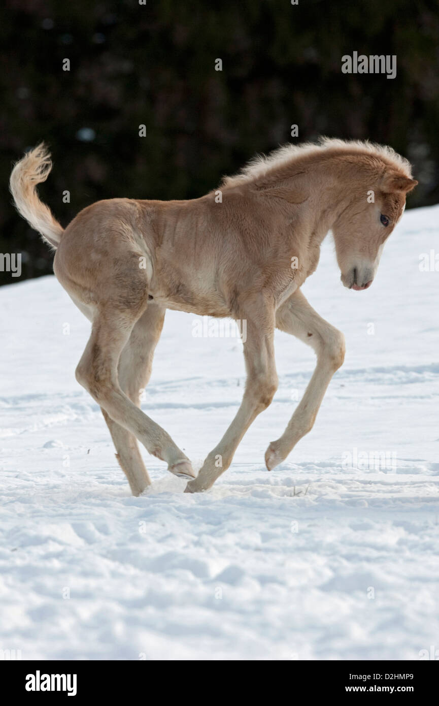 Haflinger Horse. Foal galloping on a snowy meadow Stock Photo - Alamy