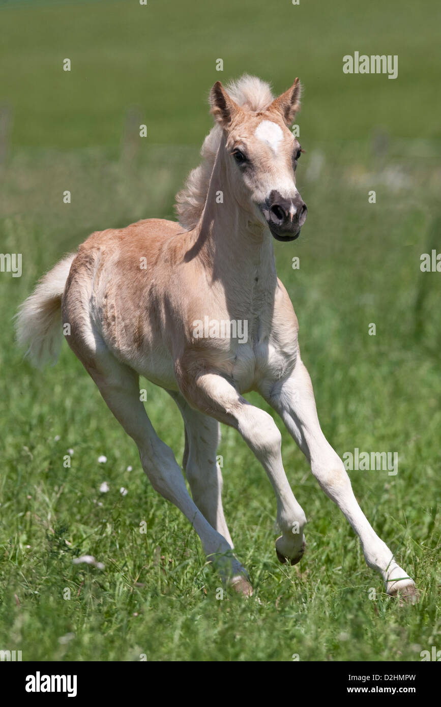 Haflinger Horse. Foal galloping on a meadow Stock Photo - Alamy