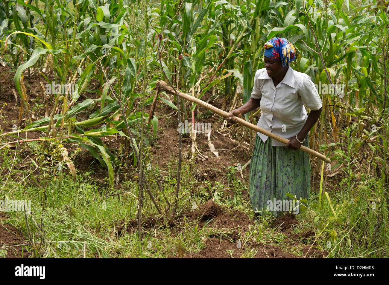 Cassava Farm High Resolution Stock Photography and Images - Alamy